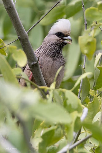 Subespecies Colius leucocephalus turneri · iNaturalist Mexico