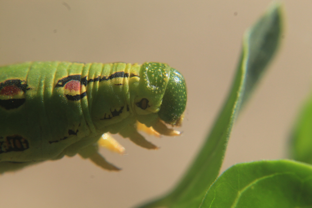 White-lined Sphinx from Meoqui, Chih., México on August 13, 2023 at 10: ...
