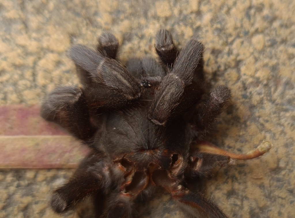 Middle East Black Tarantula from Central Station/HaTsvi, Jerusalem ...