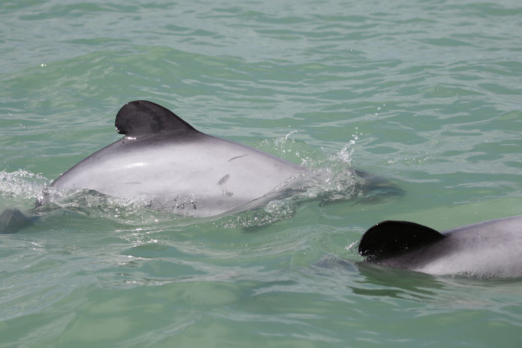 Hector's Dolphin (Cephalorhynchus hectori) - Marine Life Identification