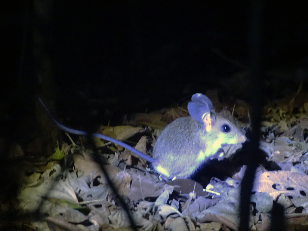 Bastard big-footed mouse from Kirindy, Madagascar on October 8, 2018 at ...