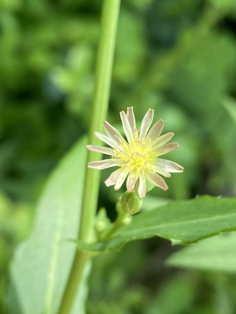 Canada wild lettuce (Lactuca canadensis) - Botanical Realm