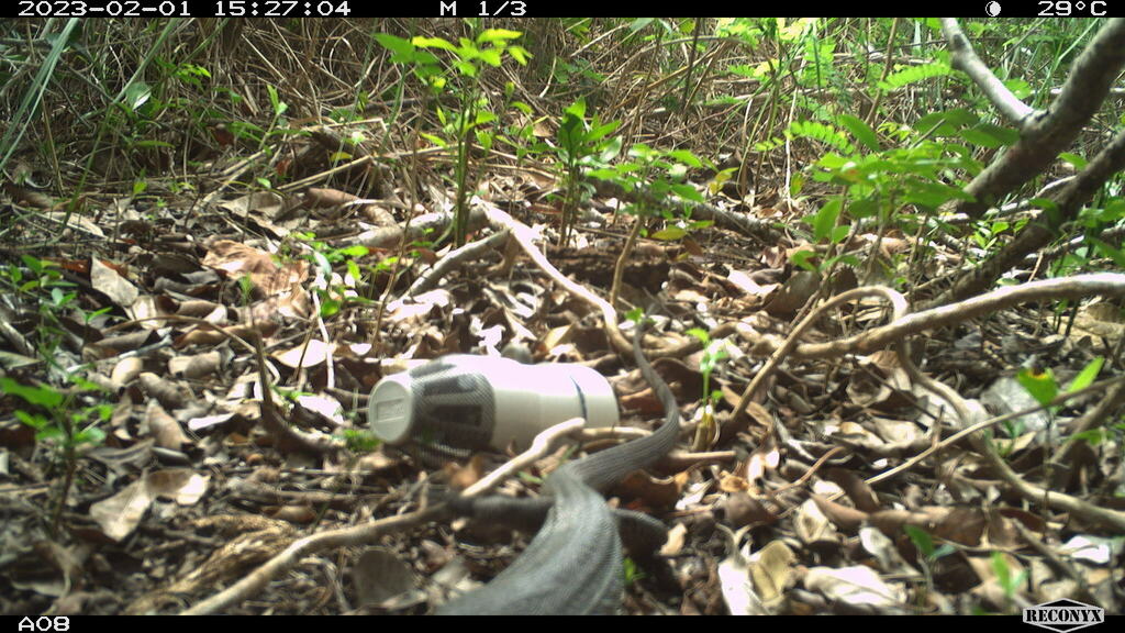 Rusty Monitor in February 2023 by Queensland Trust for Nature · iNaturalist