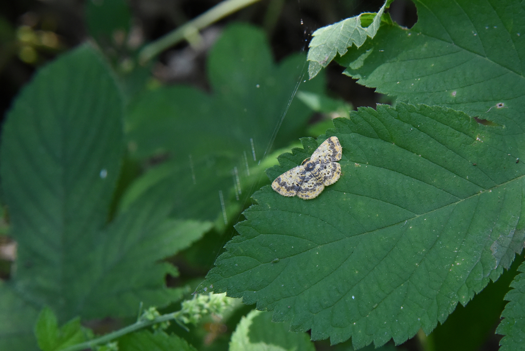 Ninodes splendens from Laoshan District, Qingdao, Shandong, China on ...