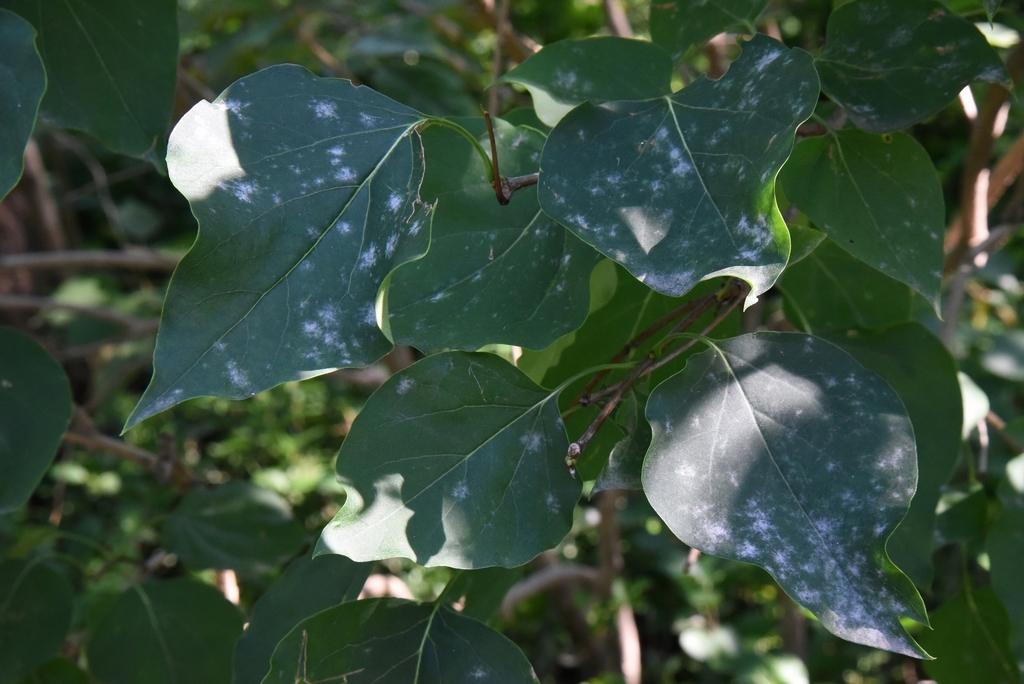 Lilac Powdery Mildew from Laoshan District, Qingdao, Shandong, China on ...