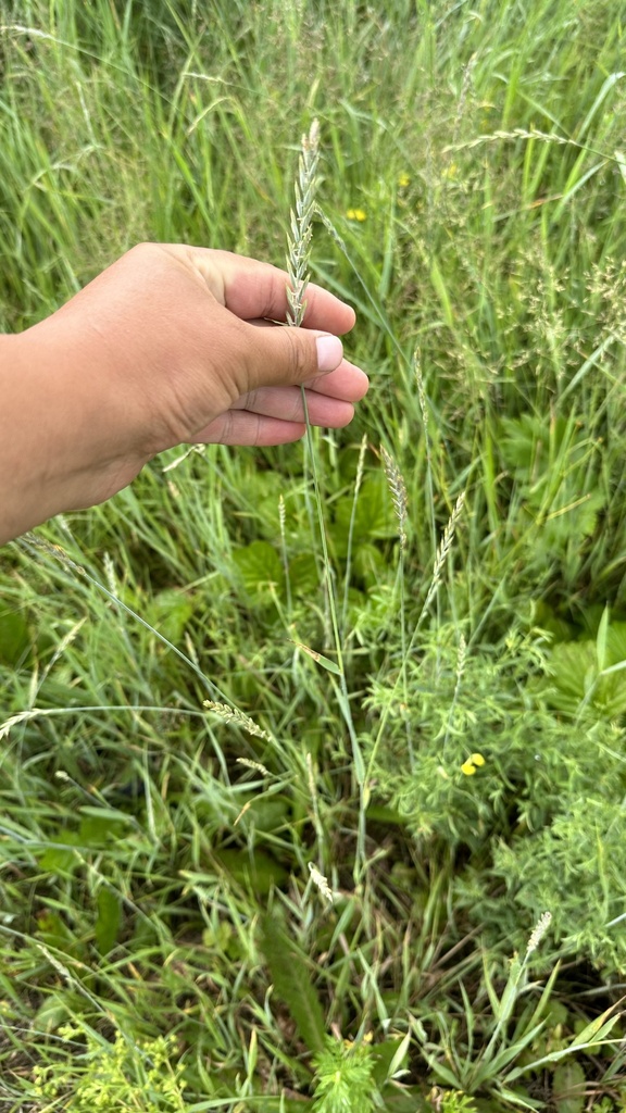 Quack Grass from Бояровка - Тоора-Хем, Муниципальный Район Каа-Хемский ...