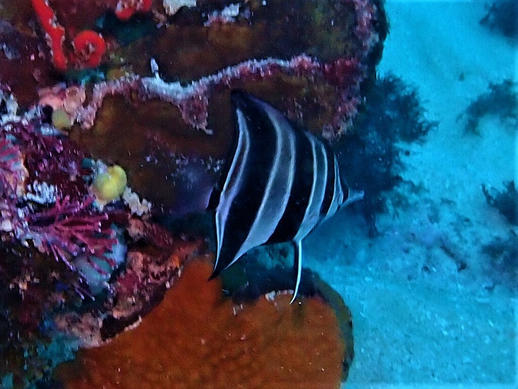 Western Talma from Two Pots Reef, Hillarys, Western Australia ...