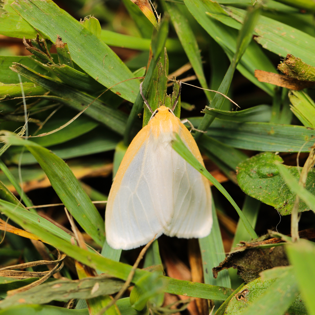 Delicate Cycnia Moth from Chester County, PA, USA on August 12, 2023 at ...
