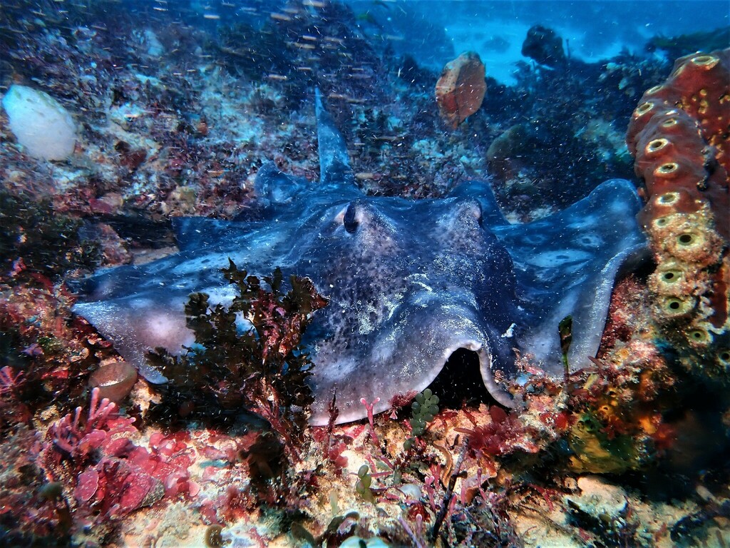 Circular Stingaree from Two Pots Reef, Hillarys, Western Australia ...