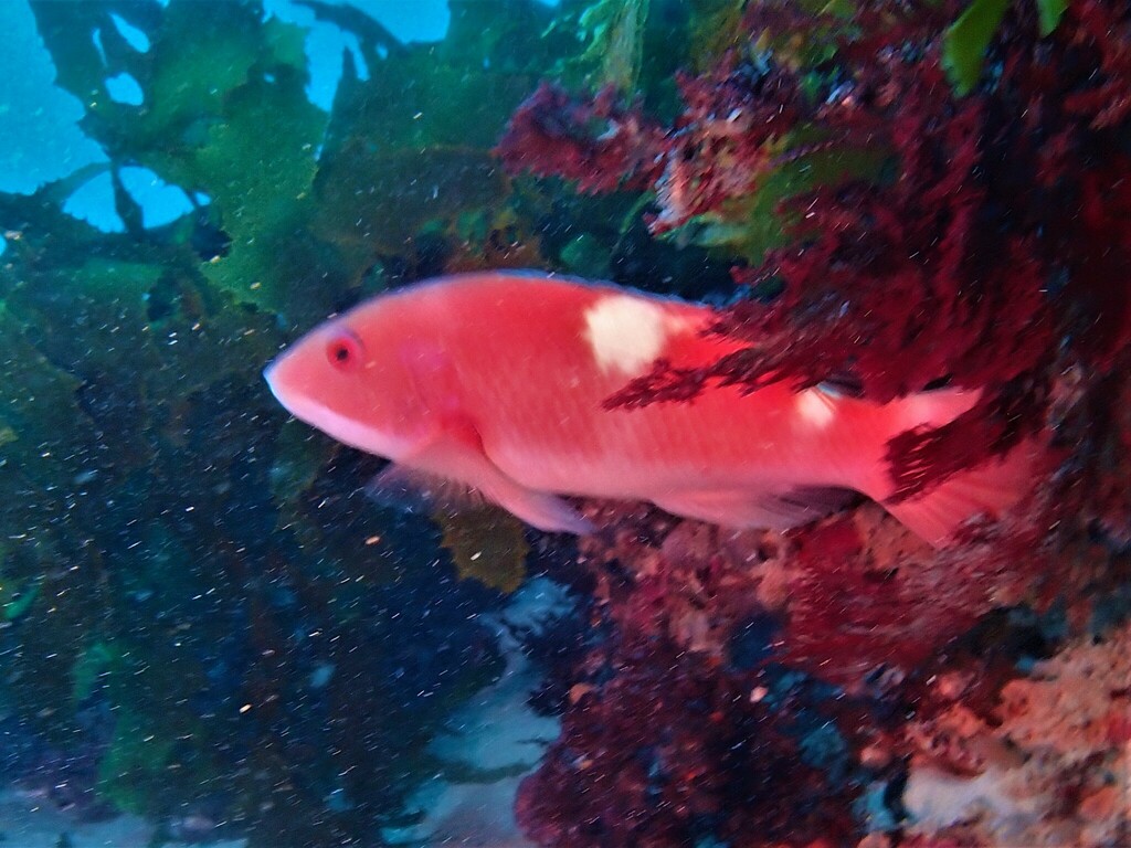 Foxfish from Two Pots Reef, Hillarys, Western Australia, Australia on ...