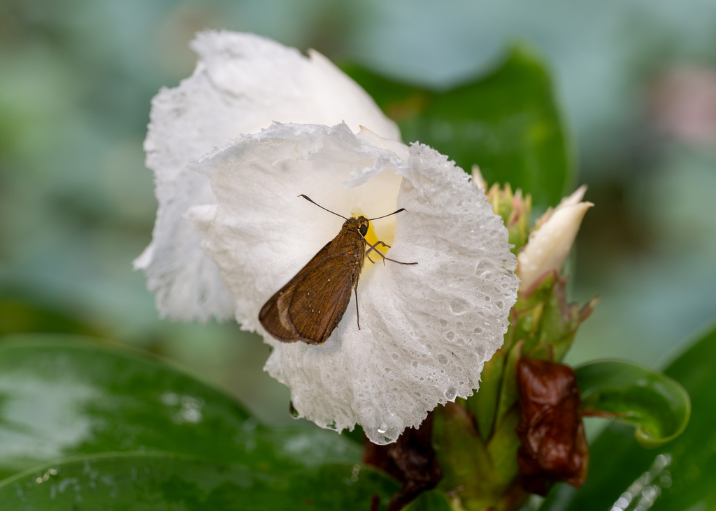 Conjoined Swift from Lions Nature Education Centre, Sai Kung, New ...