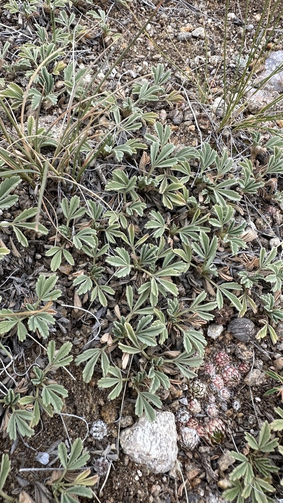 Potentilla acaulis from Муниципальный Район Эрзинский, Тыва, RU on ...
