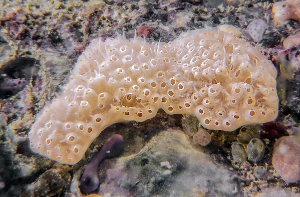 Sea Squirts from Oyster Stacks, Exmouth, WA, Australia on August 23 ...