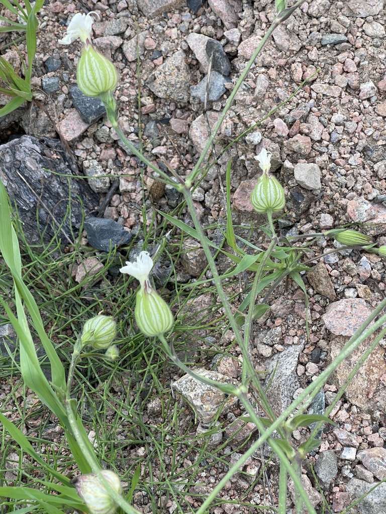 evening lychnis from Мухоршибирь — Бичура — Кяхта, Мухоршибирский район ...