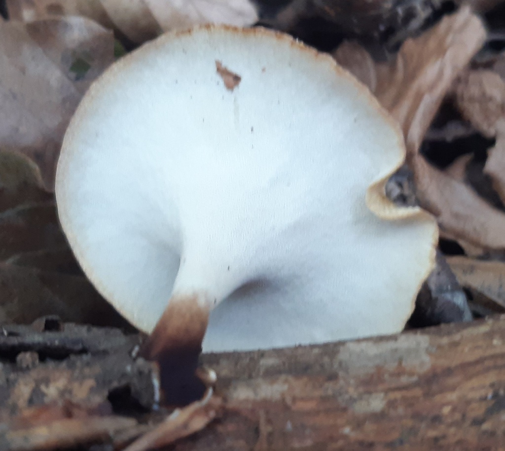 Bay Polypore from Hadersdorf - Weidlingau, Wien, Österreich on August ...