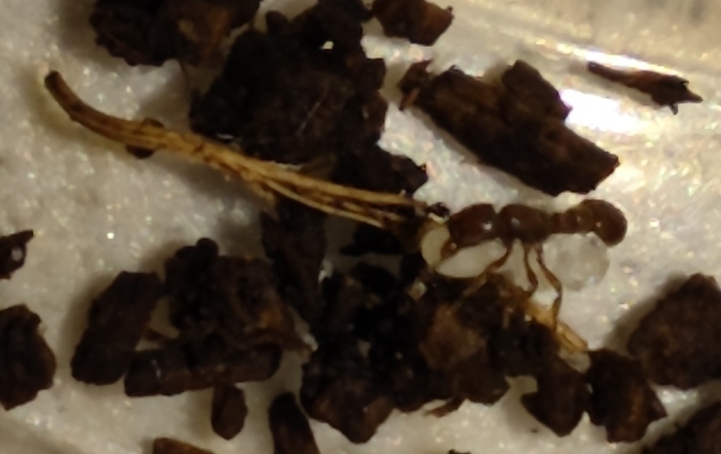 Clonal Raider Ant from 新界 on August 14, 2023 by ethan · iNaturalist