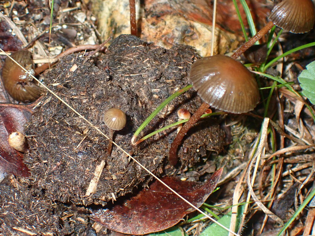 dung-loving Deconica in August 2023 by ozarkpoppy. ??? · iNaturalist