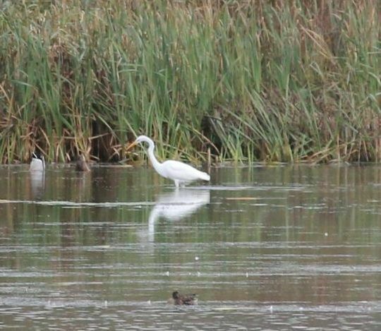Great Egret from Leighton Moss RSPB on October 22, 2016 at 03:46 PM by ...