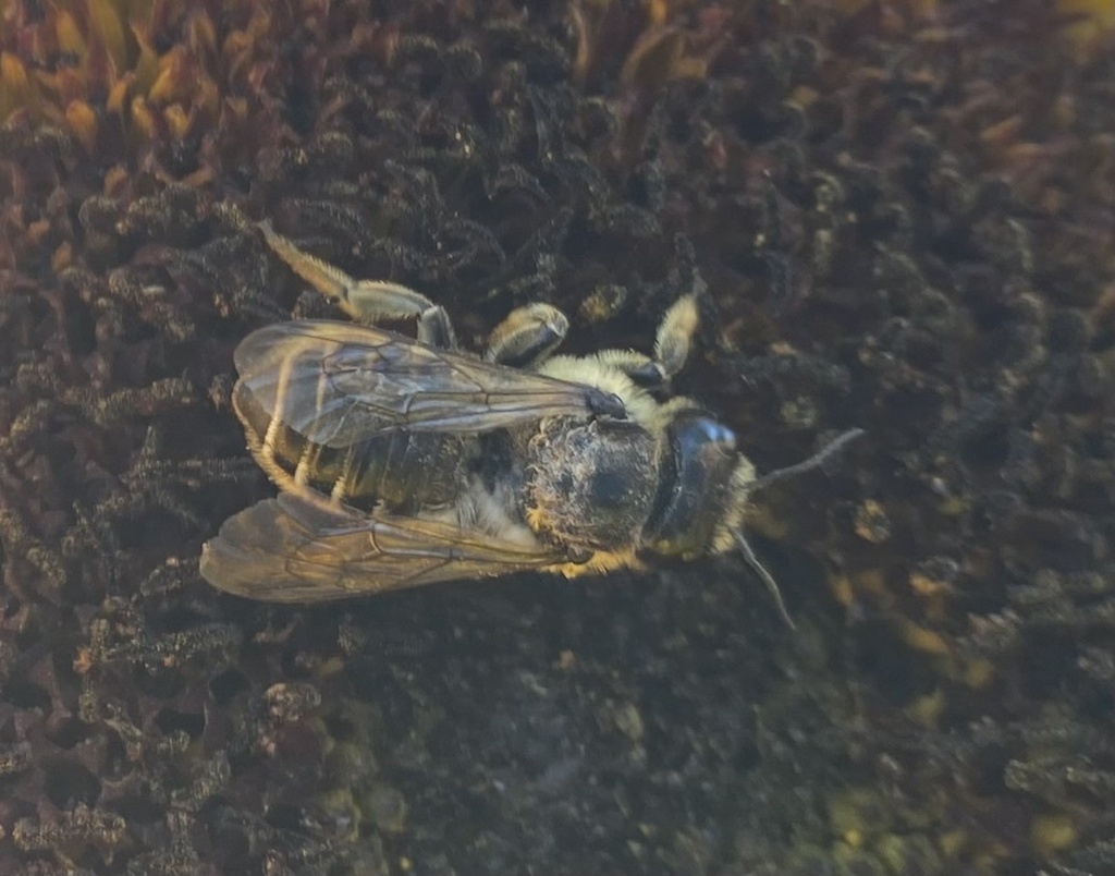 Megachile inermis from Mountain Rd, Dauphin, MB, CA on August 13, 2023 ...