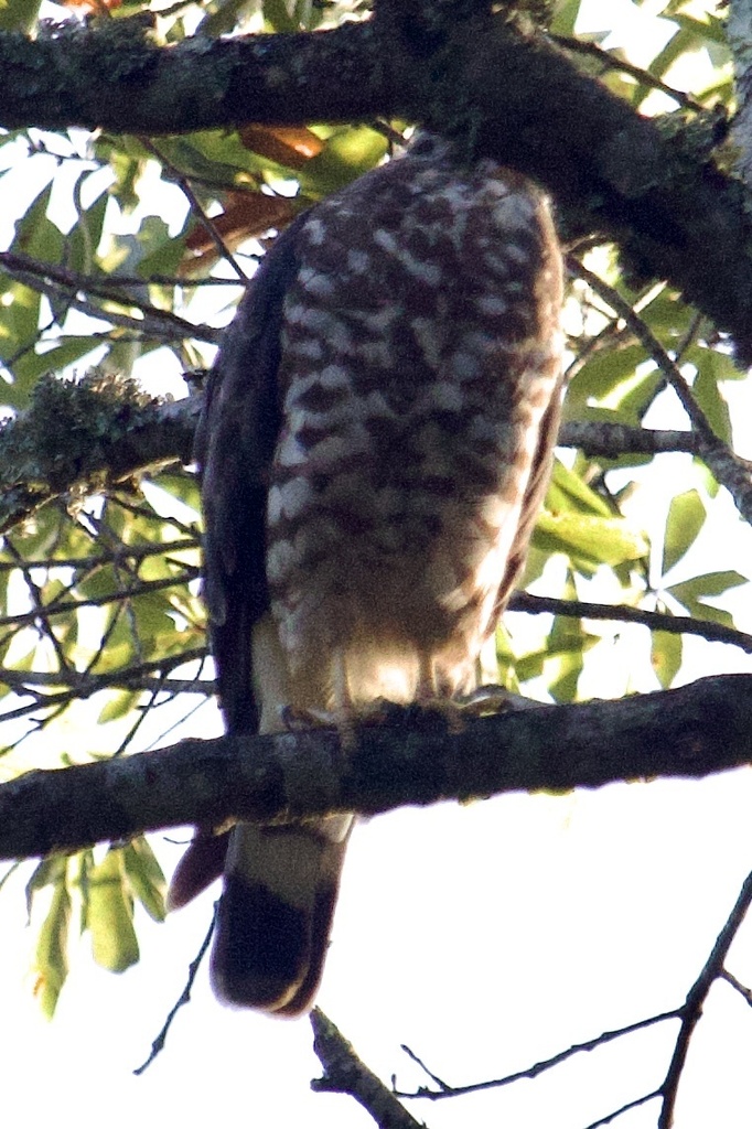 Broad-winged Hawk from Lumpkin Rd, Carriere, MS, US on August 14, 2023 ...