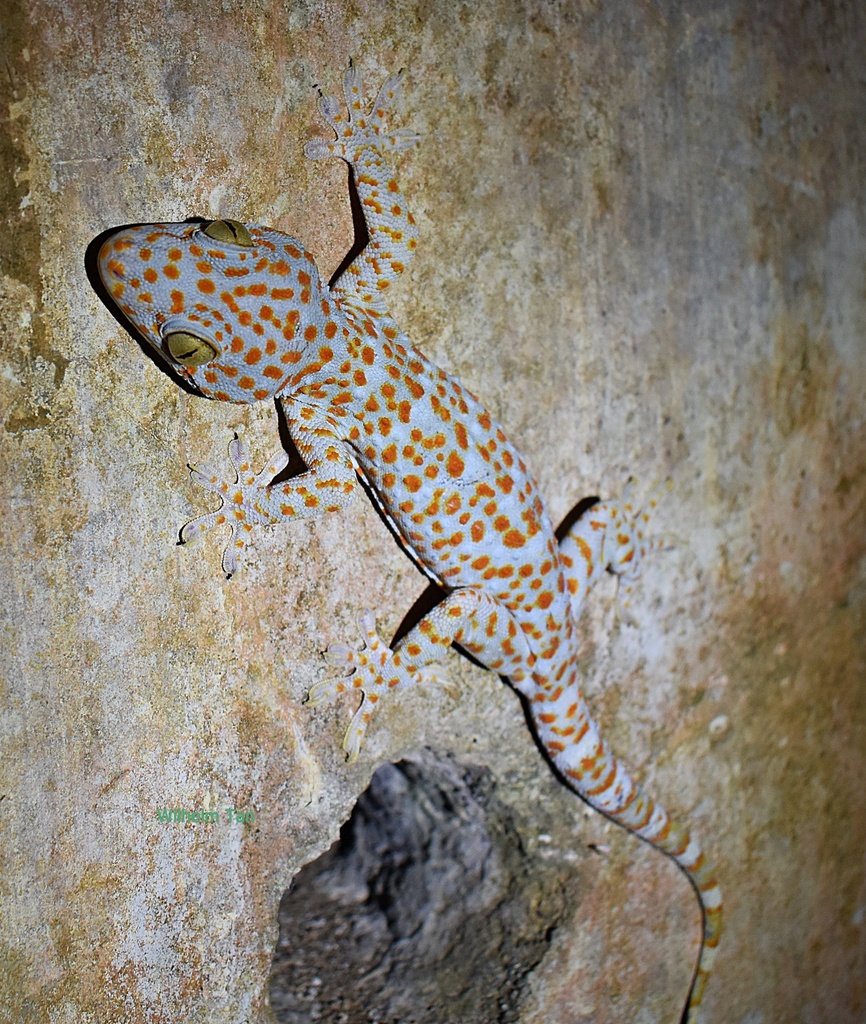 Tokay Gecko from Mount Makiling, Los Baños, Laguna, Philippines on ...