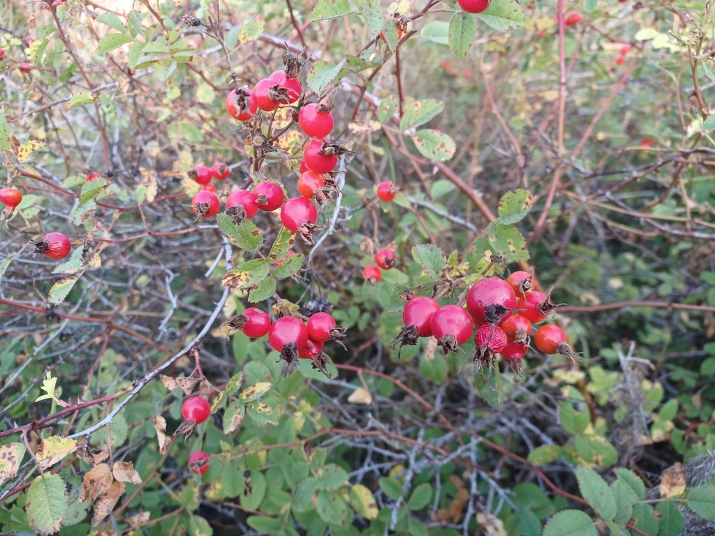 California Wild Rose from San Joaquin Marsh, Irvine, CA 92612, USA on ...