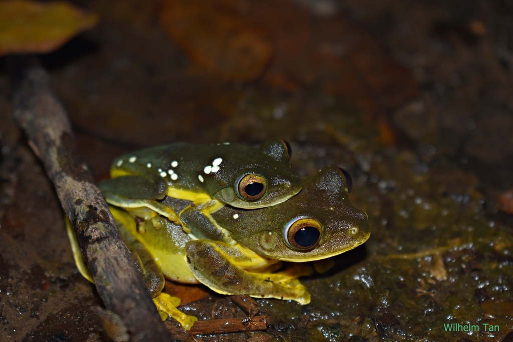 Harlequin Tree Frog from Mount Makiling, Los Baños, Laguna, Philippines ...