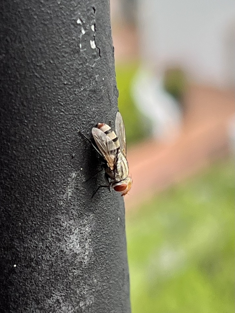 Calyptrate Flies from 027, Puerto Morelos, Q. Roo., MX on August 13 ...