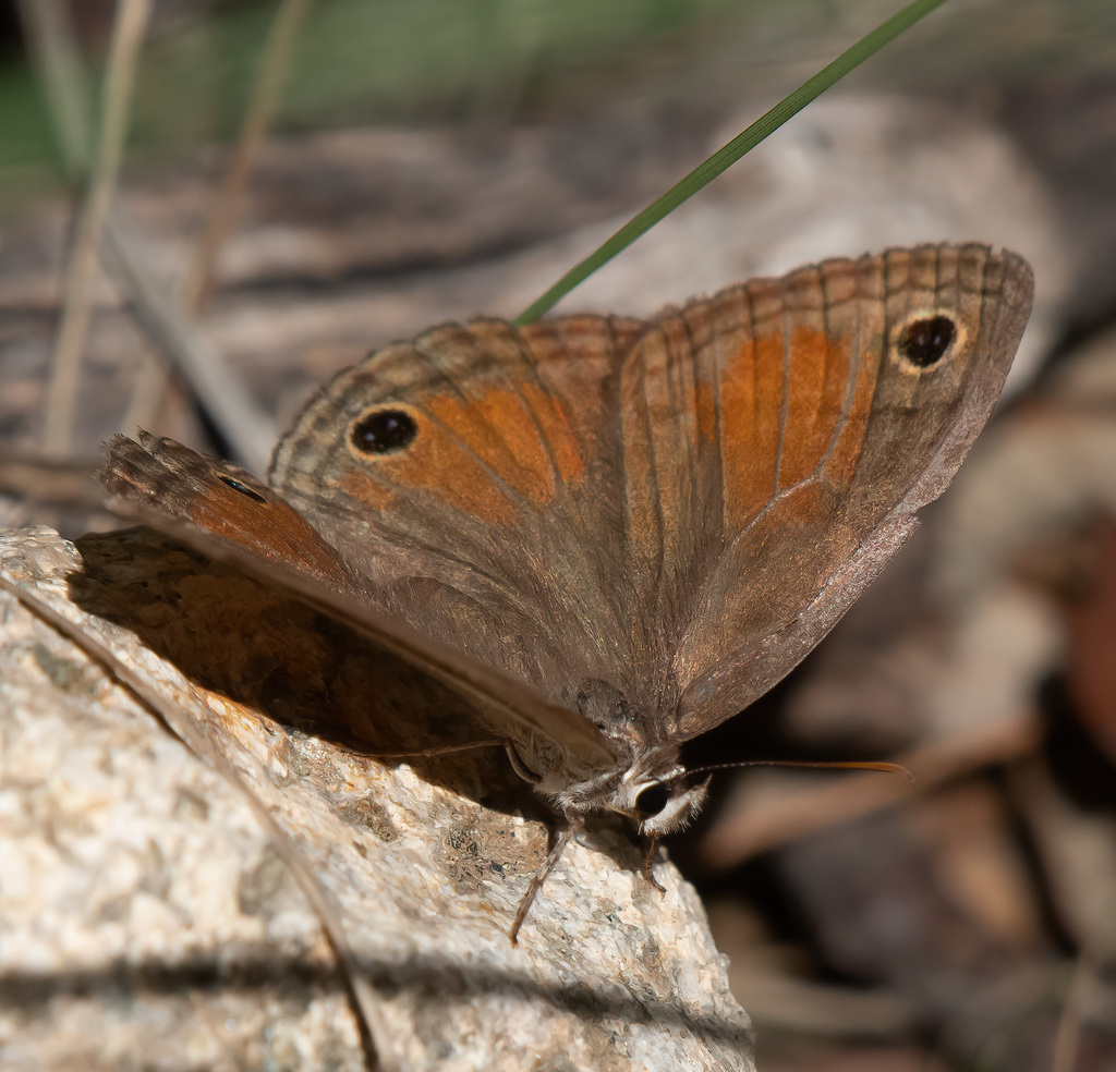 Red Satyr from Santa Cruz County, AZ, USA on August 10, 2023 at 10:47 ...