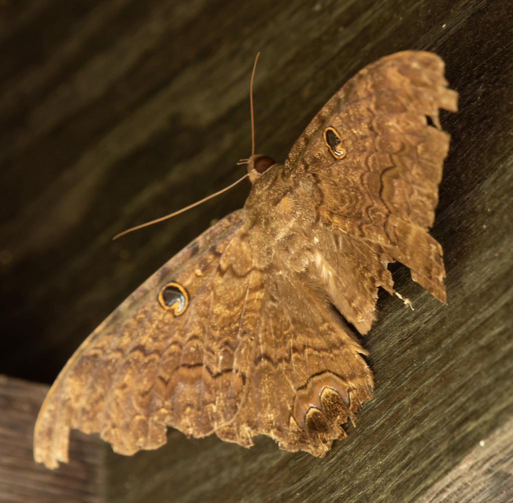 Black Witch from Patagonia, AZ 85624, USA on August 12, 2023 at 12:27 ...