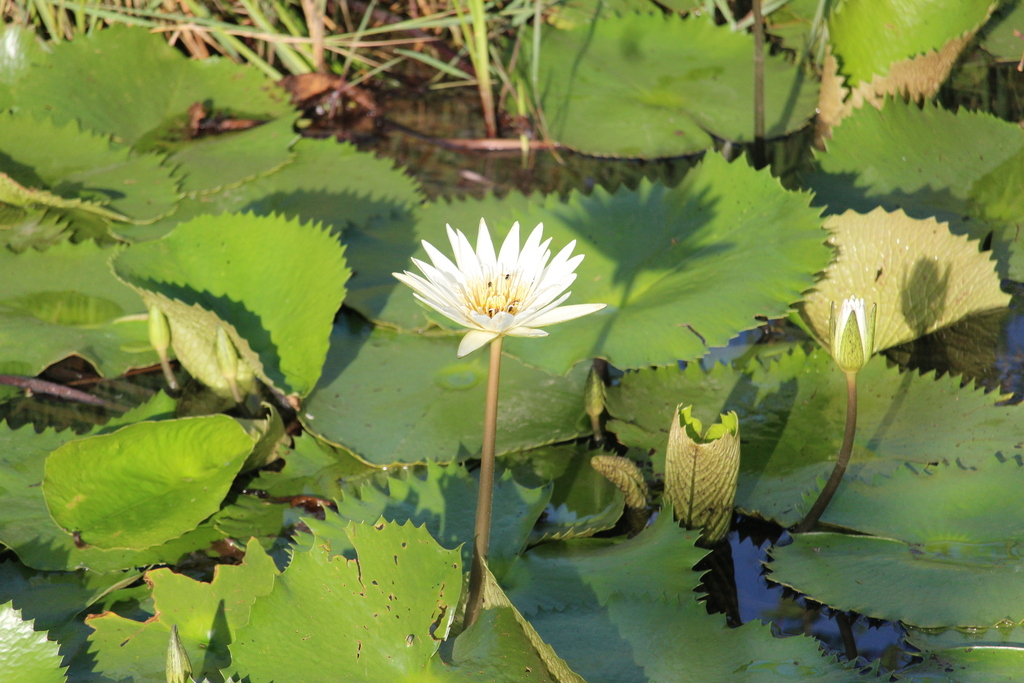 Flor de agua desde El Remate, Guatemala el 09 de julio de 2023 a las 07 ...