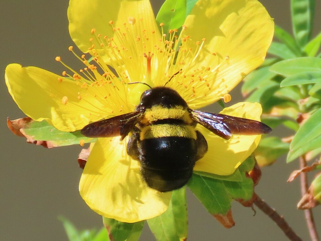 Double-banded Carpenter Bee from Riebeeck Kasteel, Riebeek-Kasteel ...