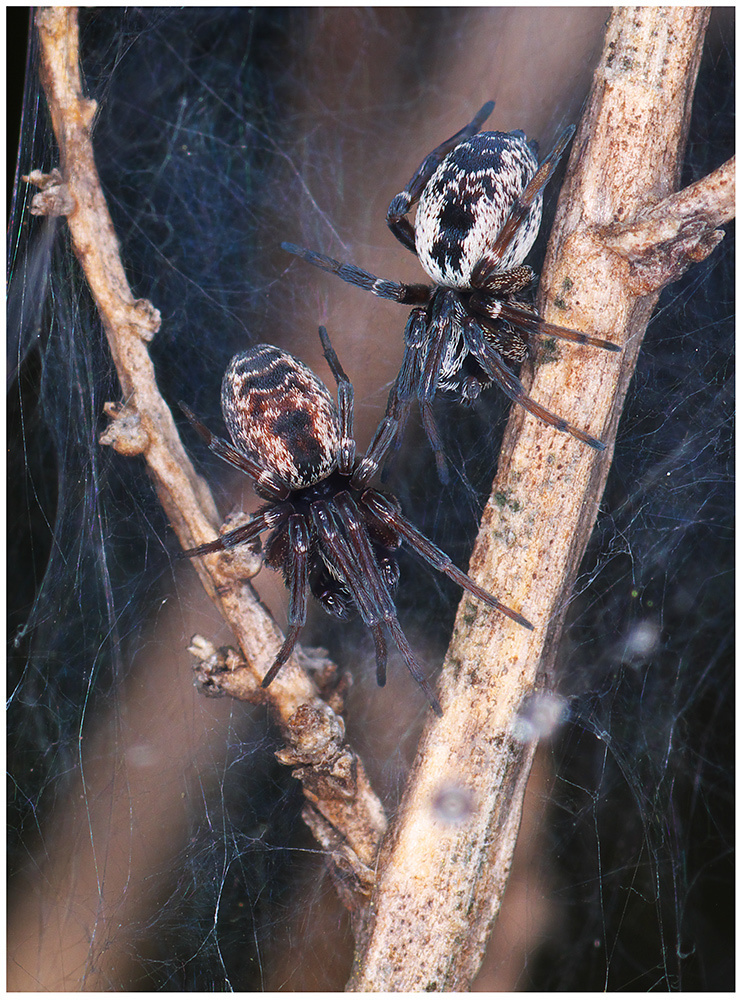 Meshweavers (Spiders of Blanco, Texas) · iNaturalist
