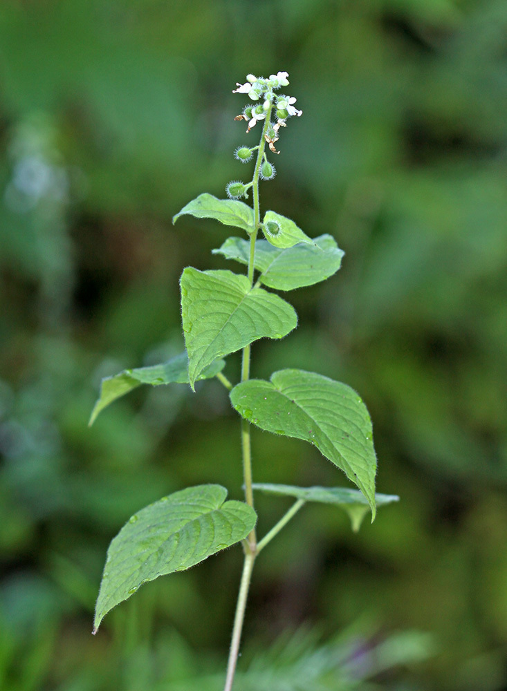 (Circaea cordata) - Botanical Realm