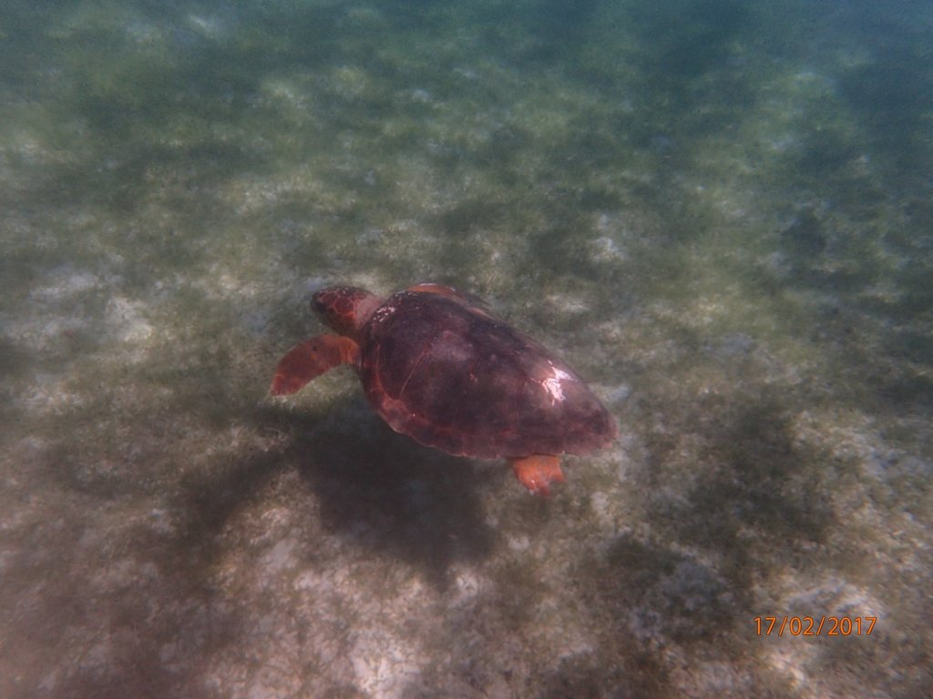 Loggerhead Sea Turtle in February 2017 by John C.. Injured juvenile ...