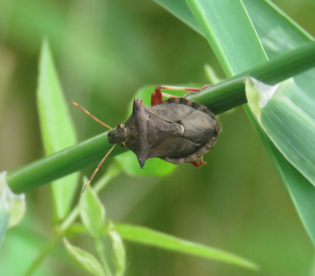 Spiny Shield Bug from 431 E Rd, Milton, VT 05468, USA on August 13 ...