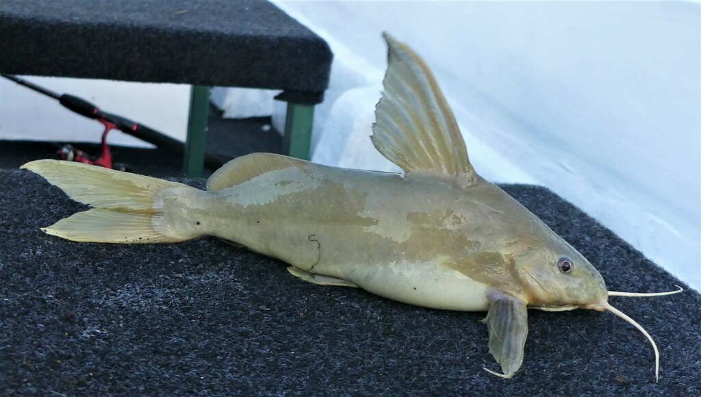 brown squeaker from Cahora Bassa, Maravia, Mozambique on August 7, 2023 ...