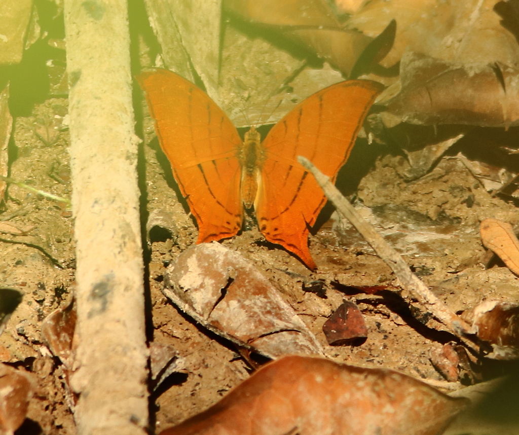 Tutelina Daggerwing from Porto Velho - RO, Brasil on August 5, 2023 at ...