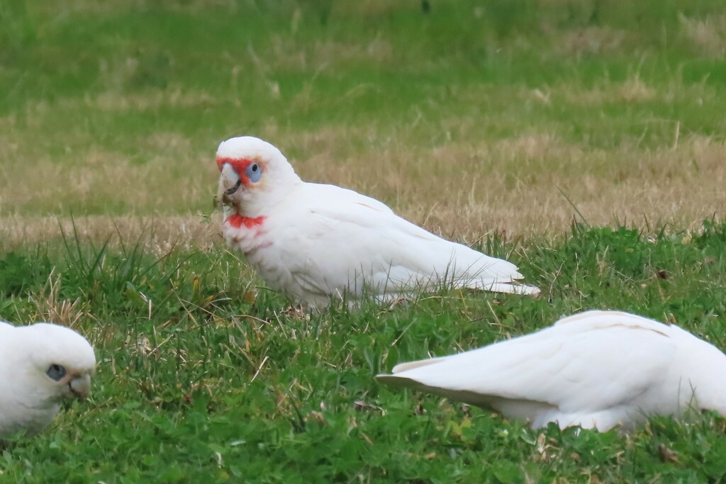 Long-billed Corella from Lake Tuggeranong, Tuggeranong, ACT, Australia ...