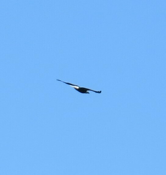 Bald Eagle from Fort Snelling State Park, Hennepin County, MN, USA on ...