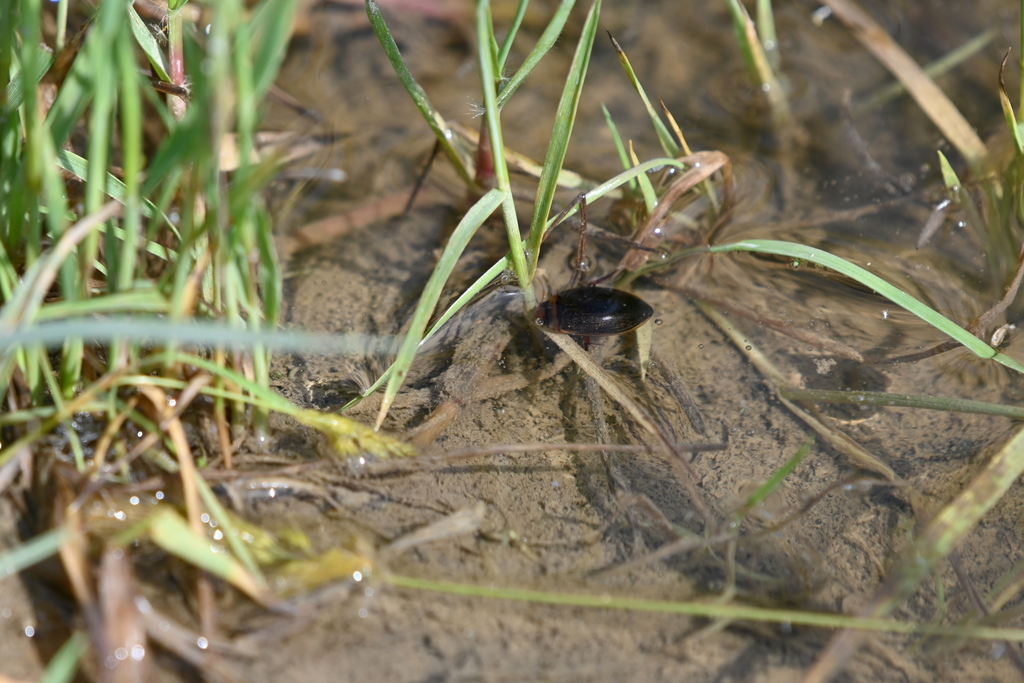Hydaticus leander from Arles, France on June 7, 2023 at 05:15 PM by ...