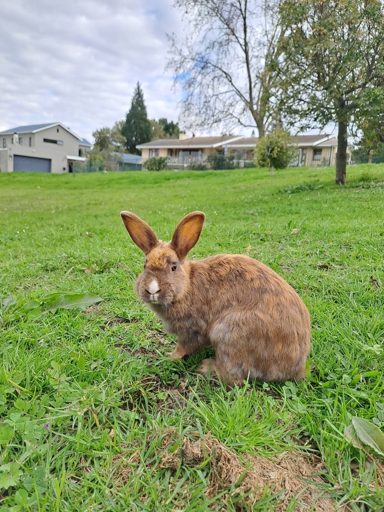 European Rabbit from Bergsig, Cape Town, 7550, South Africa on August ...