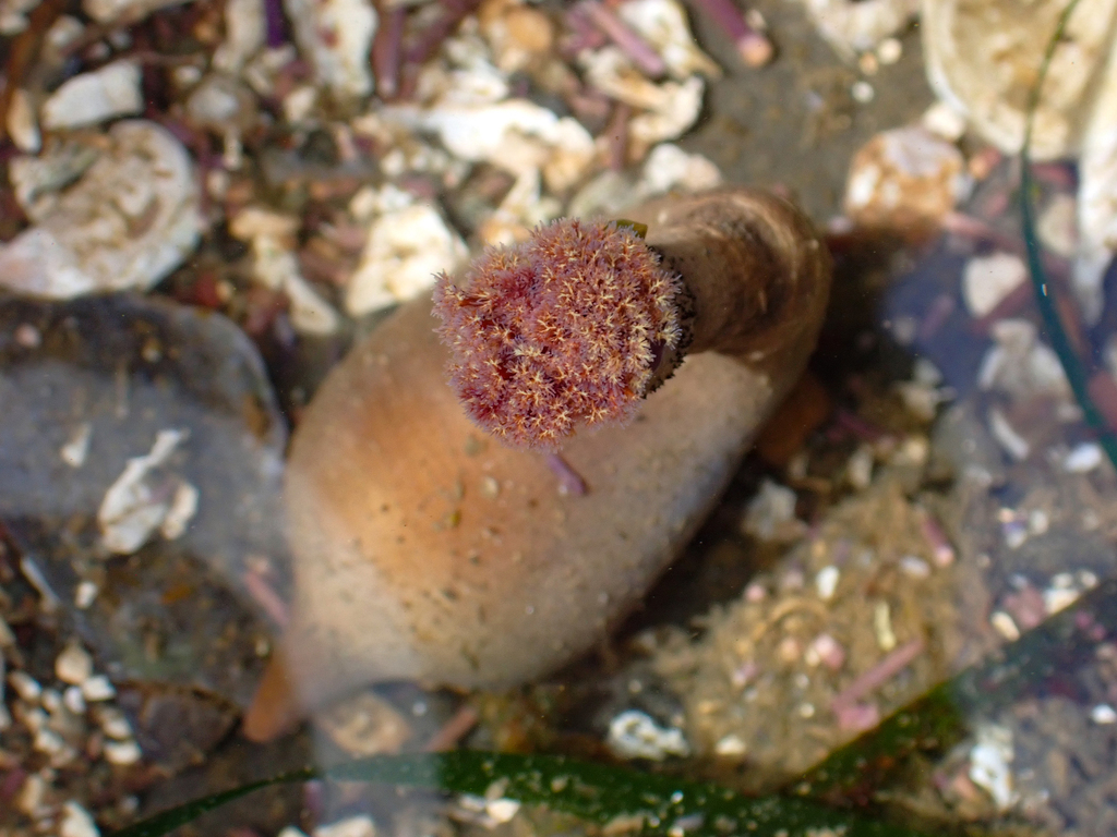 Themiste pyroides from Clallam County, WA, USA on May 6, 2023 at 10:07 ...