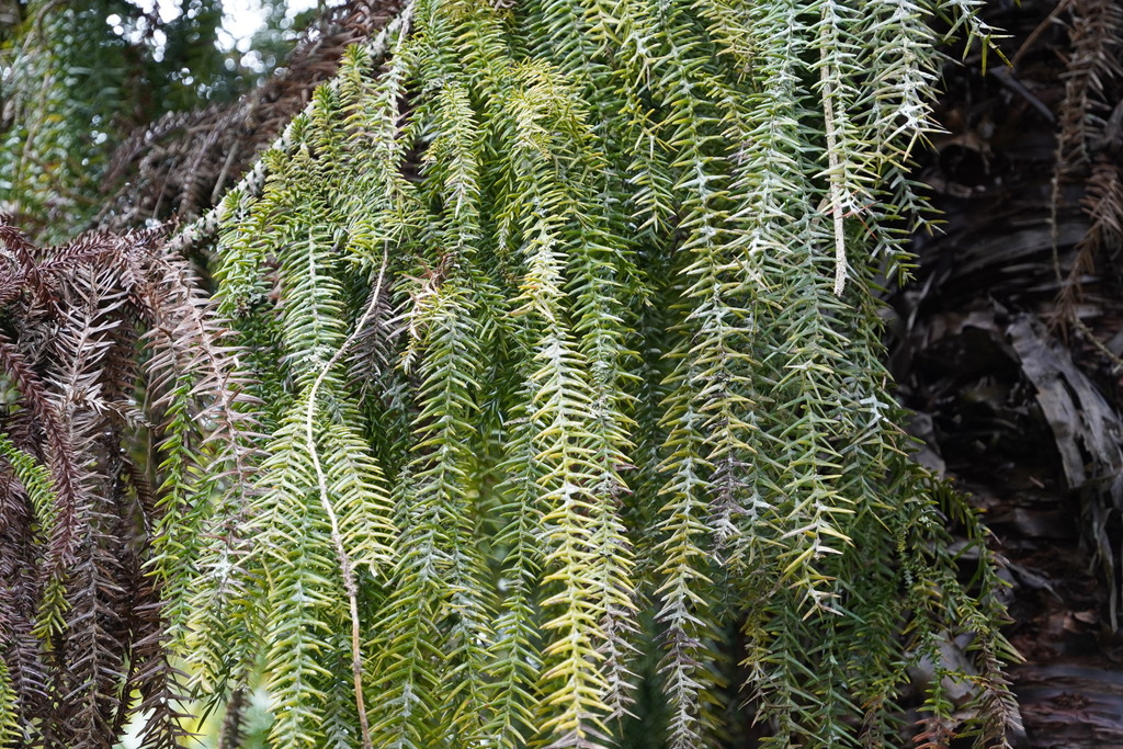Hoop pine from Tambunan, Sabah, Malaysia on August 12, 2023 at 06:40 AM ...