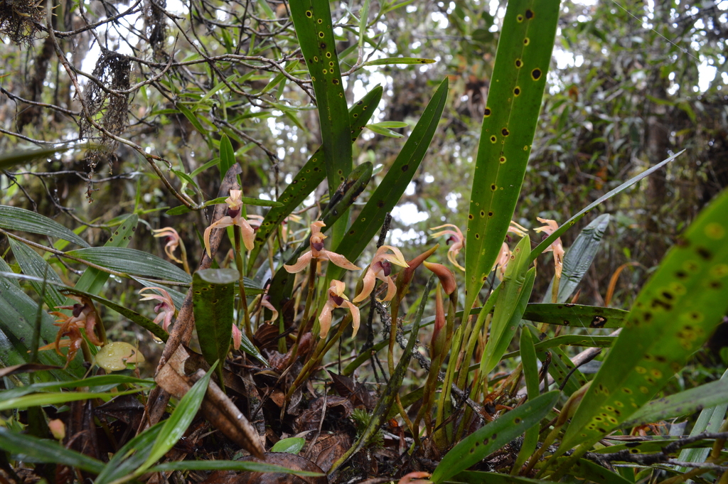 Maxillaria calantha from Wayqecha on January 26, 2016 by melanienoboa ...