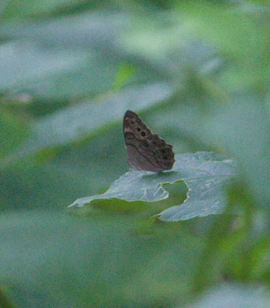 Northern Pearly-eye in August 2023 by Allison Ferris · iNaturalist
