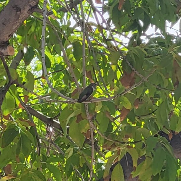 Anna's and Costa's Hummingbirds from Central City, Phoenix, AZ, USA on ...