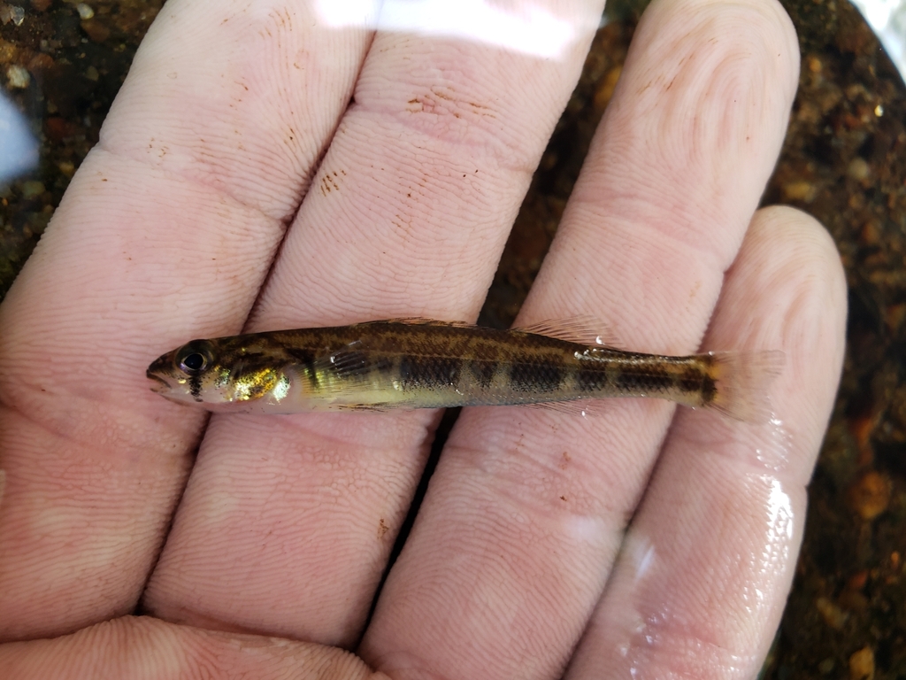 Shield Darter in August 2023 by Bradley Rasmussen · iNaturalist