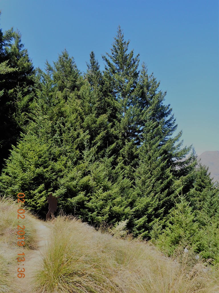 common Douglas-fir from Bobs Peak, Otago 9371, New Zealand on February ...