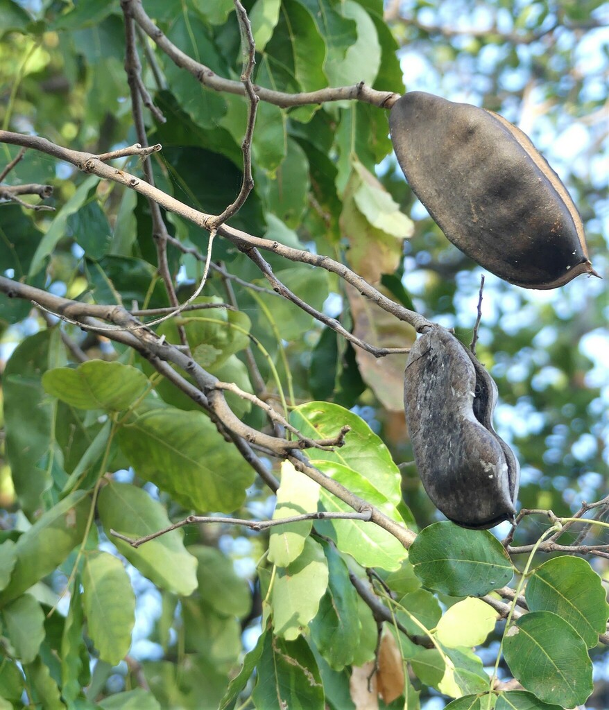 Pod-mahogany from Chingabwa Island, Croc Farm, Maravia, Mozambique on ...